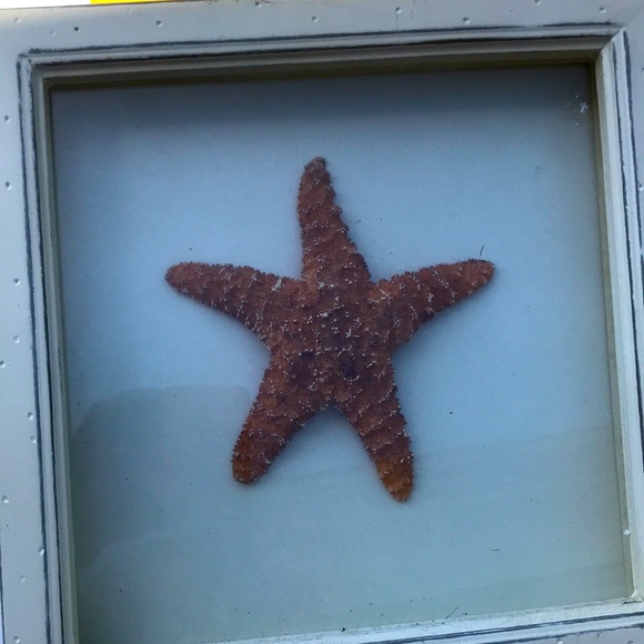 Art | Vintage Starfish Shadow Box Part Of The Seashell Shadow Box ...